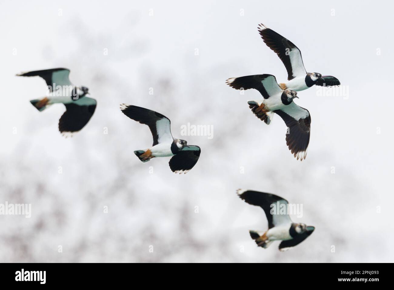 close-up of lapwing bird flock (vanellus vanellus) in flight Stock ...