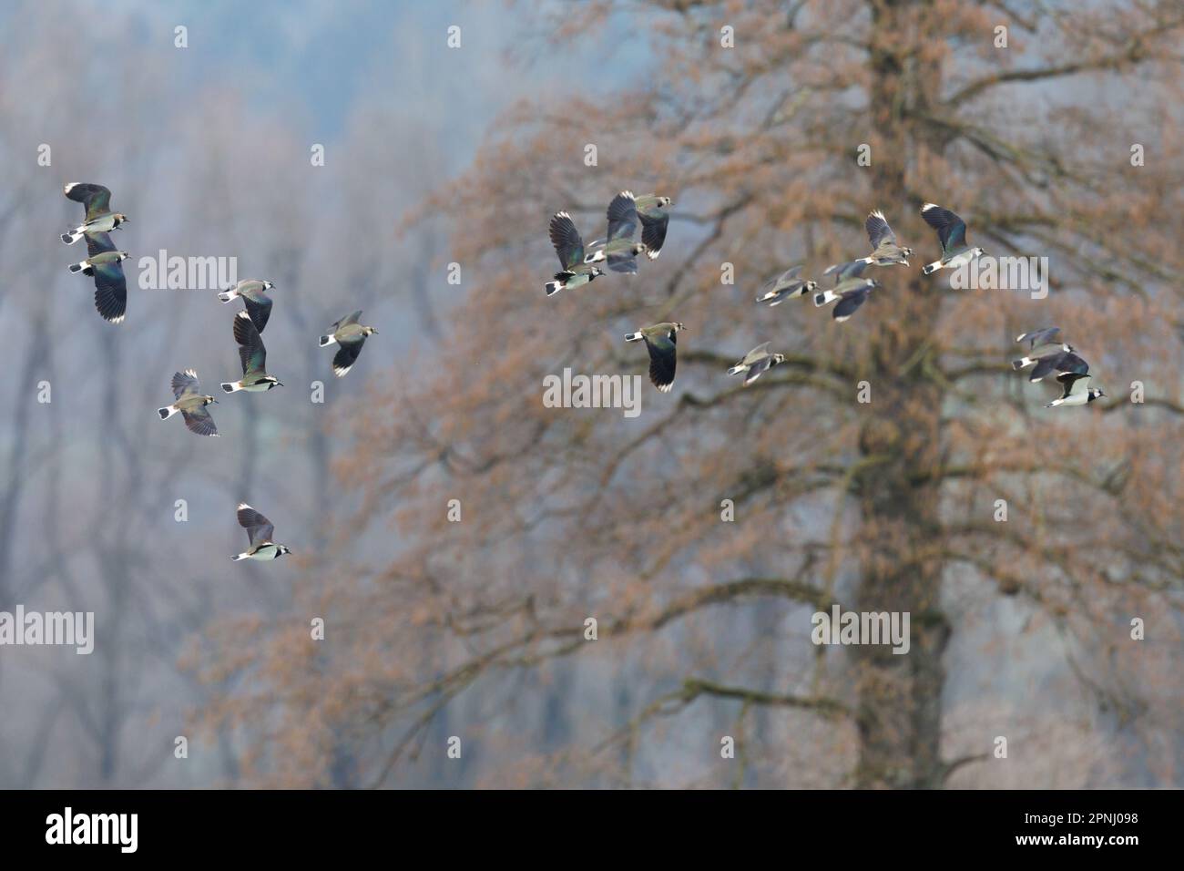 flock of lapwing birds (vanellus vanellus) flying in front of tree ...