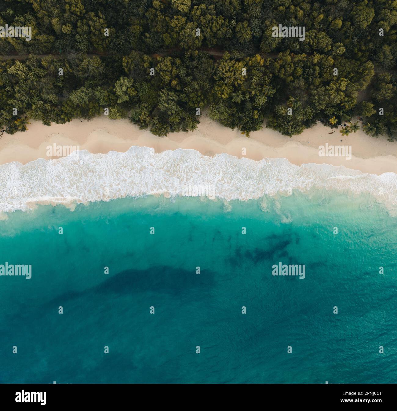 Aerial top drone view on sand beach,palm tree and ocean on the ...