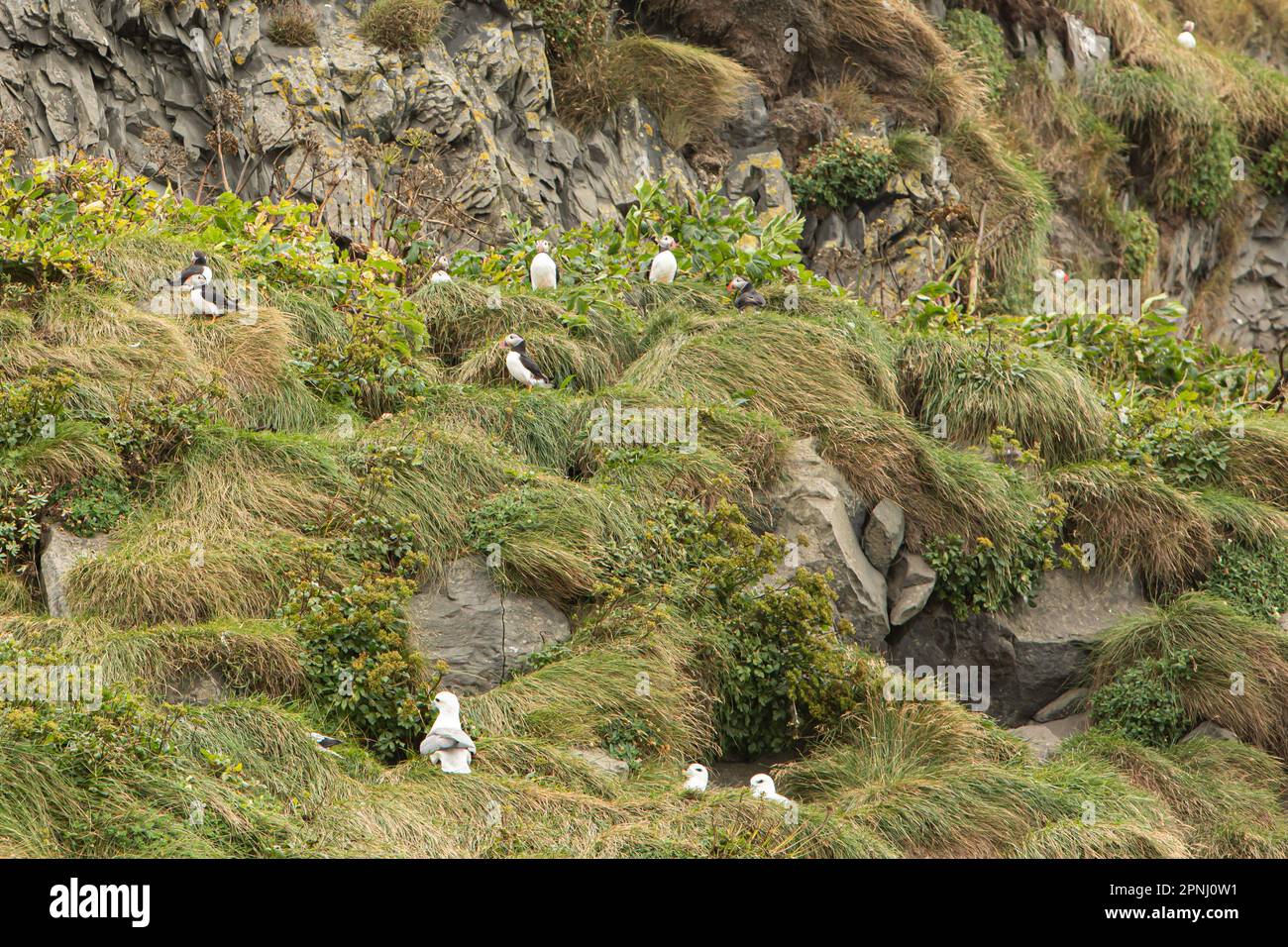 Puffin birds flying on the cliff of the black sand beach Reynisfjara in ...