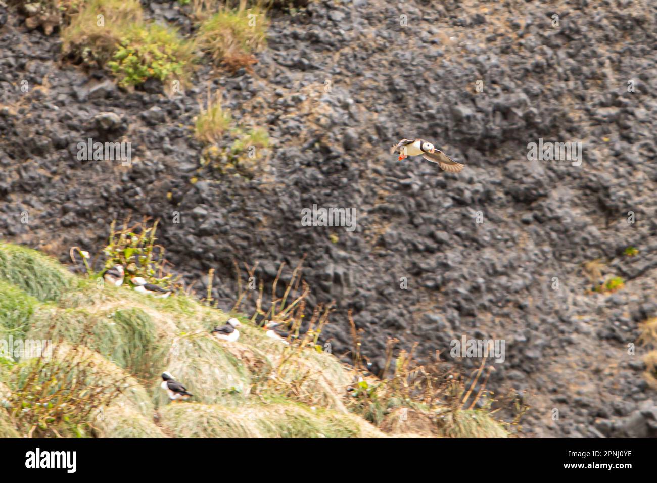 Puffin birds flying on the cliff of the black sand beach Reynisfjara in ...