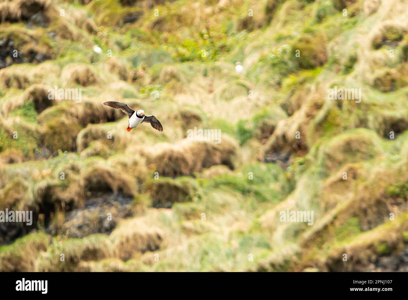 Puffin birds flying on the cliff of the black sand beach Reynisfjara in ...
