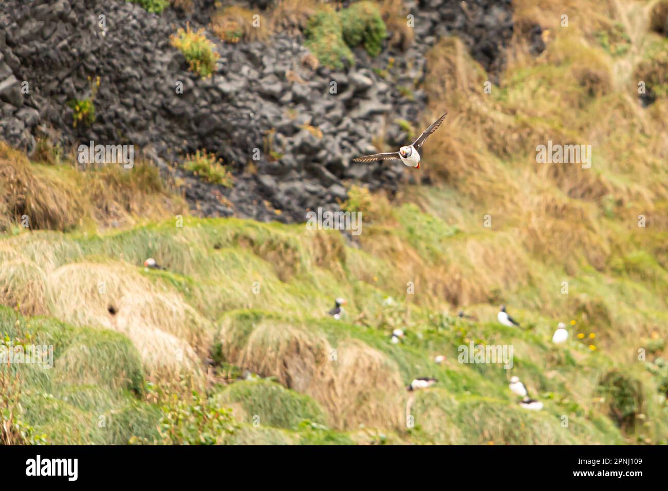 Puffin birds flying on the cliff of the black sand beach Reynisfjara in ...