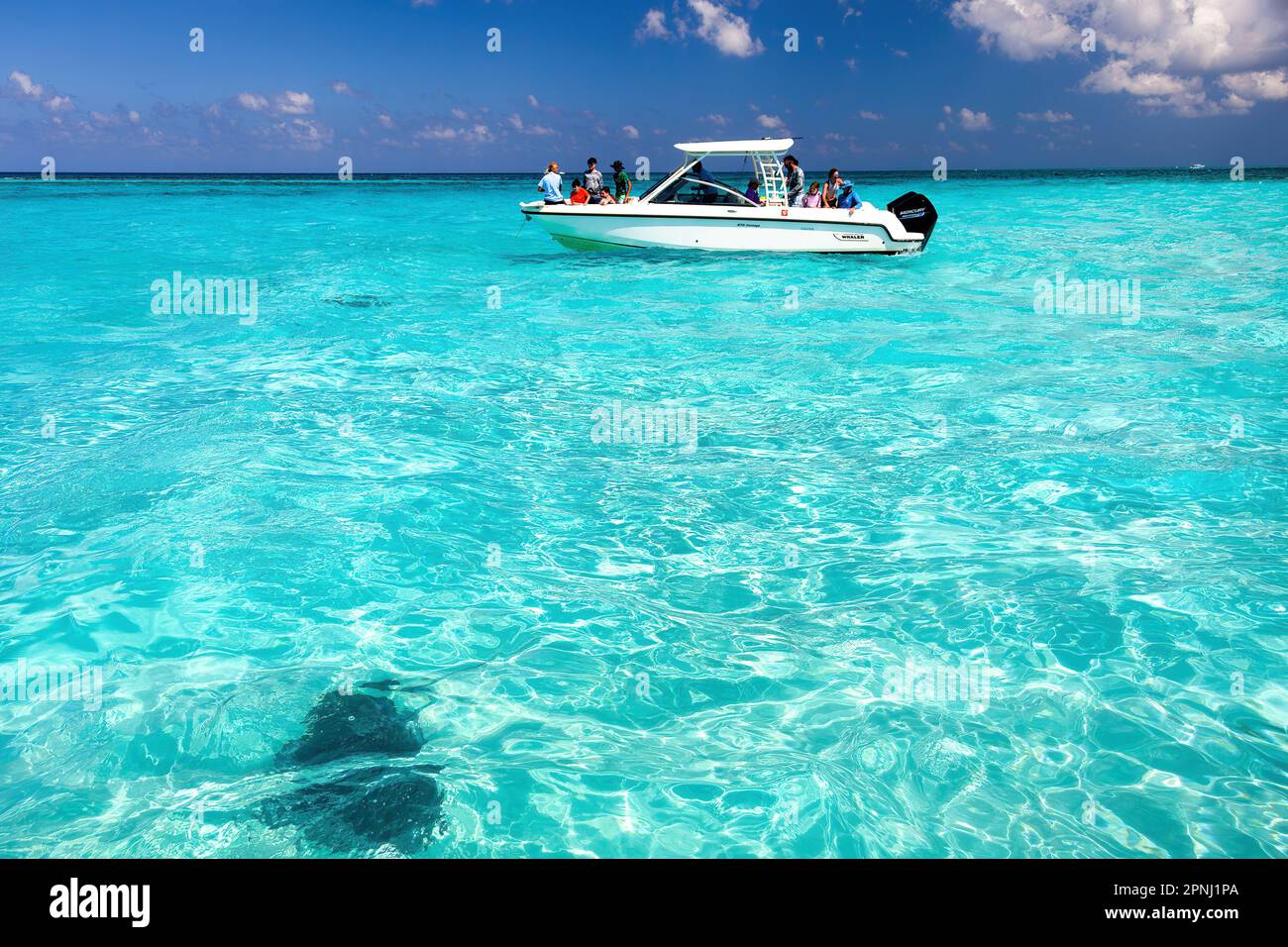 Stingray City, Grand Cayman Stock Photo - Alamy