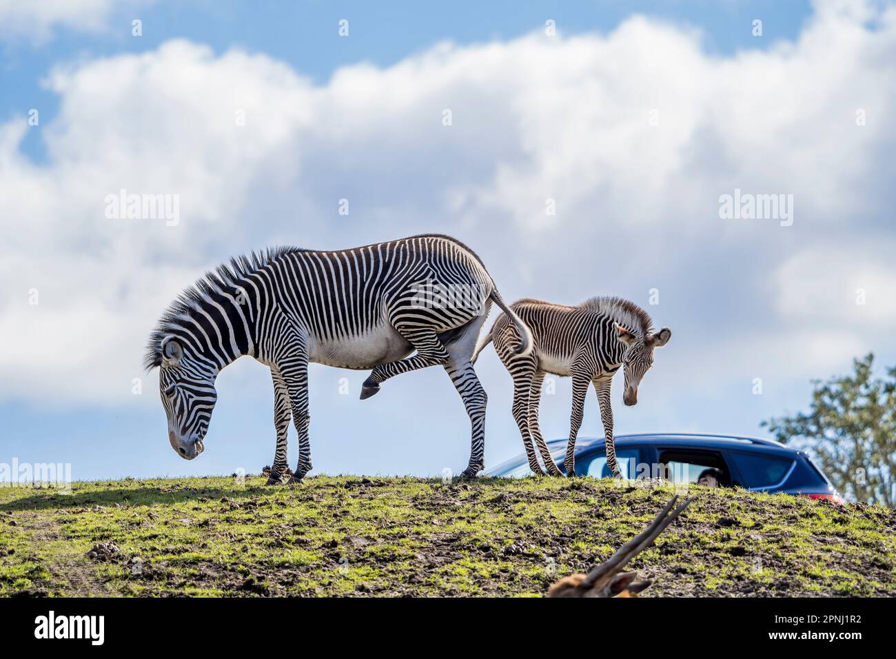 Baby zebra together with mother animal outdoors at West Midland Safari ...