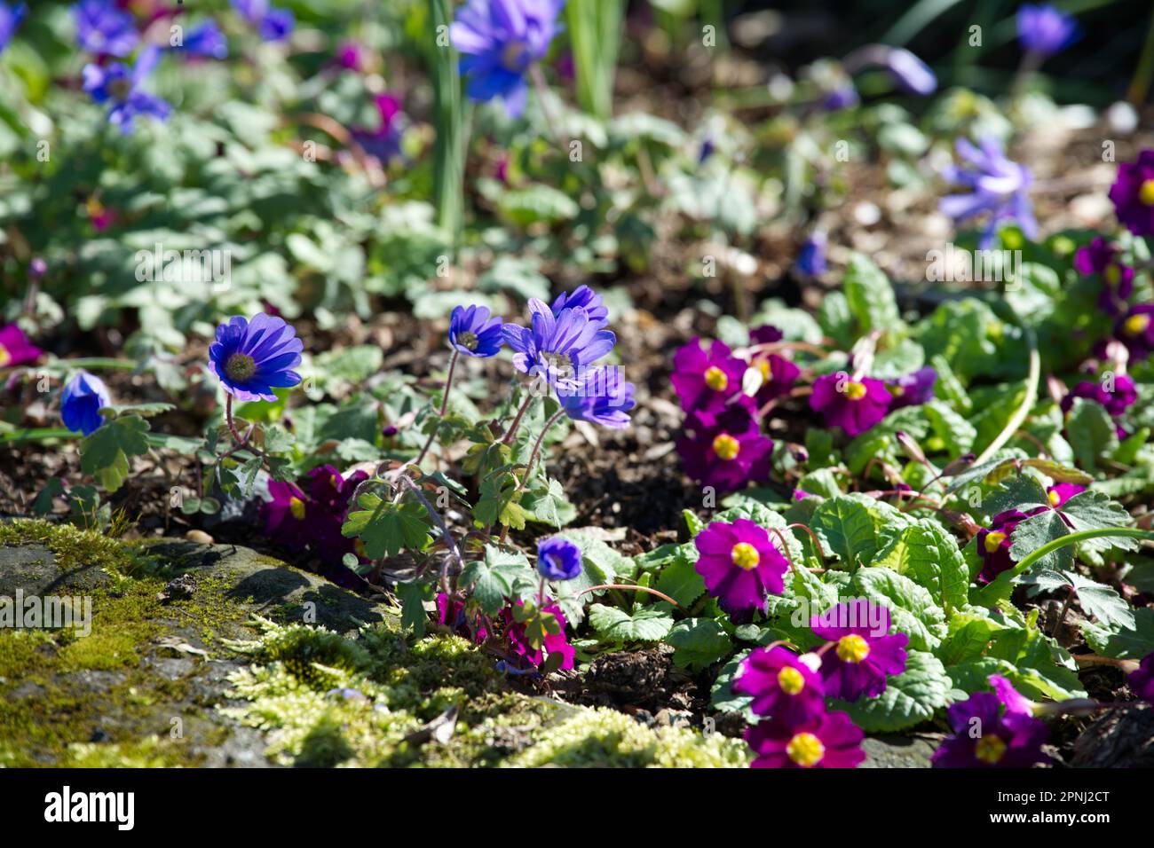 Beautiful purple primrose in hi-res stock photography and images - Alamy
