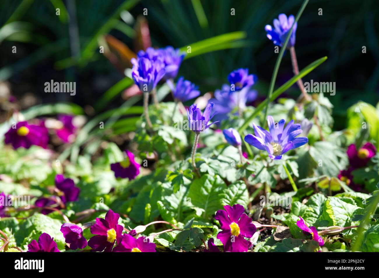 Purple spring flowers of cultivated primrose Primula 'Mrs Frank Neave ...