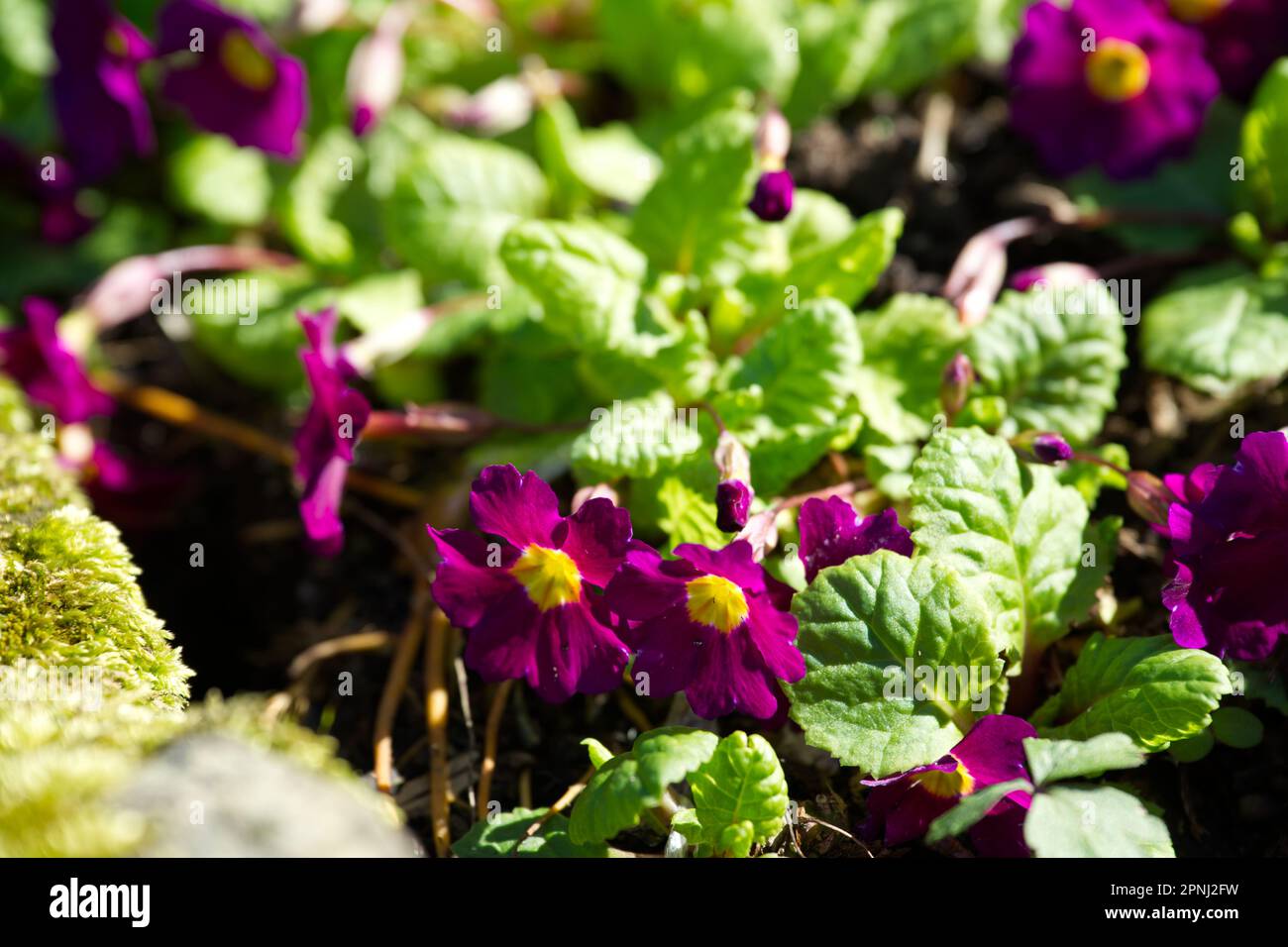 Primula mrs frank neave hi-res stock photography and images - Alamy