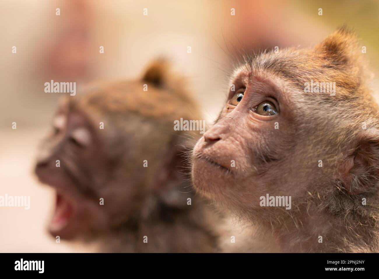 The crab-eating macaque (Macaca fascicularis), also known as the long ...