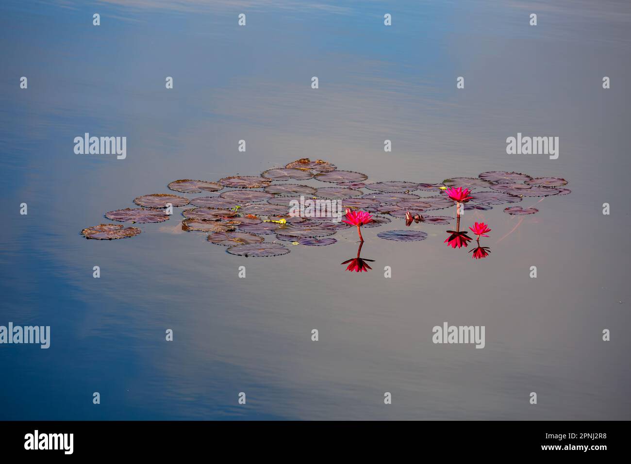 Pink Lotus Flower Or Water Lily Floating On The Water, Myanmar Stock ...