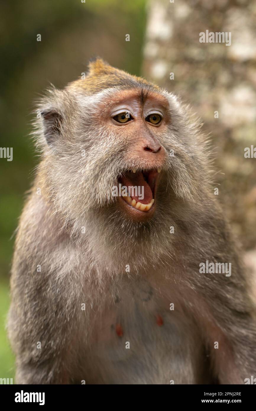 The crab-eating macaque (Macaca fascicularis), also known as the long ... The crab-eating macaque (Macaca fascicularis), also known as the long ...