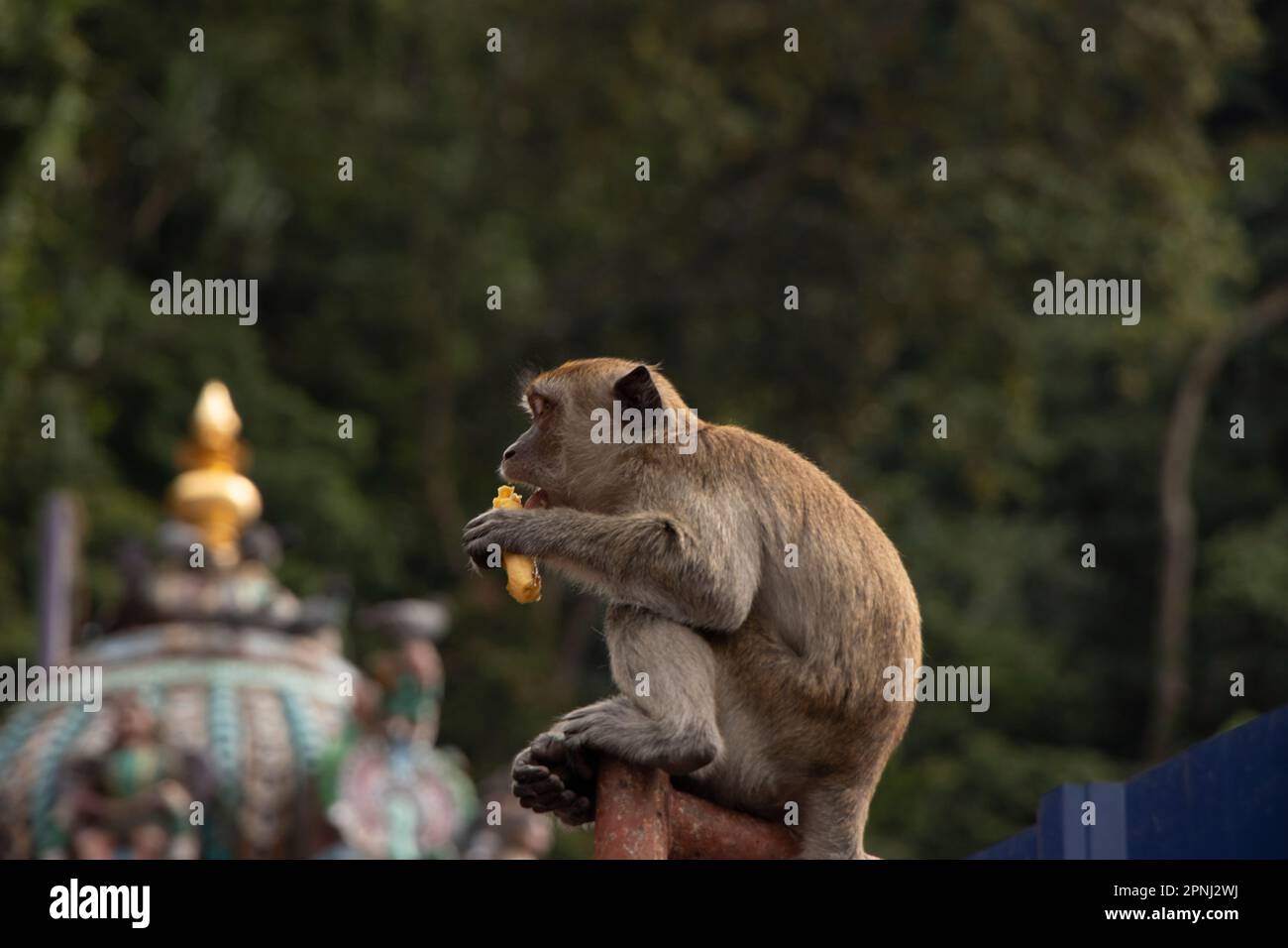 The crab-eating macaque (Macaca fascicularis), also known as the long ...