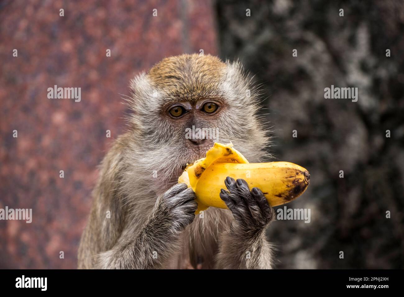 The crab-eating macaque (Macaca fascicularis), also known as the long ...