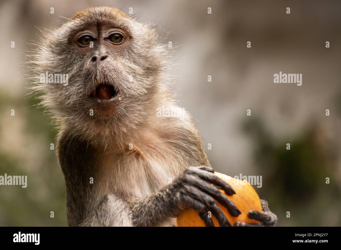 The crab-eating macaque (Macaca fascicularis), also known as the long ...