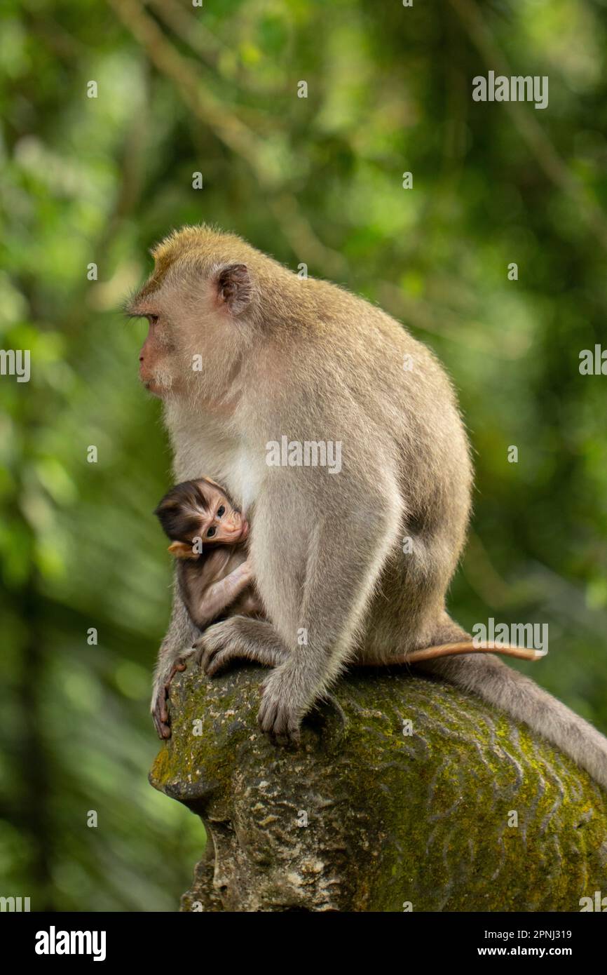 The crab-eating macaque (Macaca fascicularis), also known as the long ...