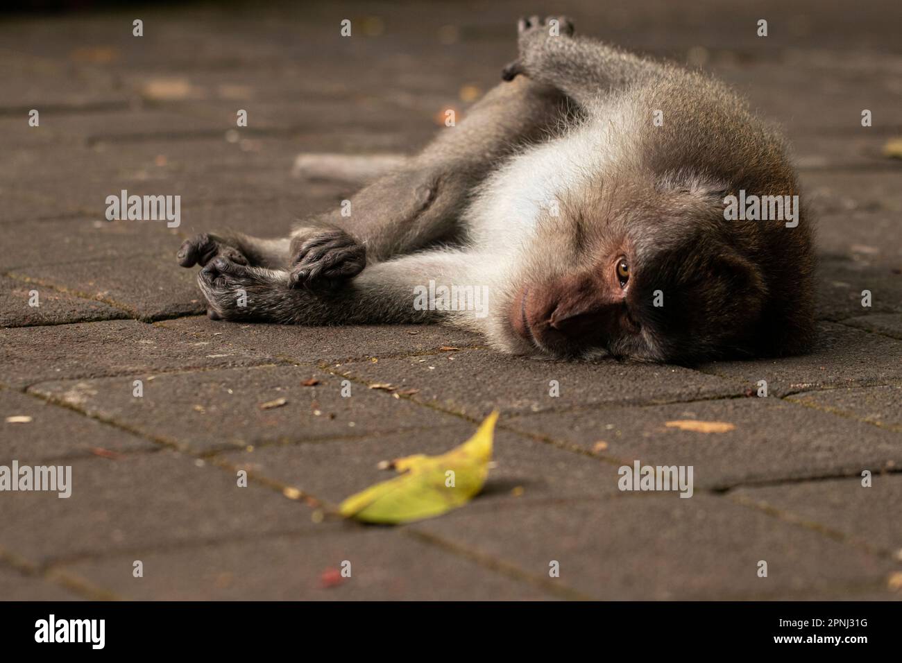 The crab-eating macaque (Macaca fascicularis), also known as the long ... The crab-eating macaque (Macaca fascicularis), also known as the long ...