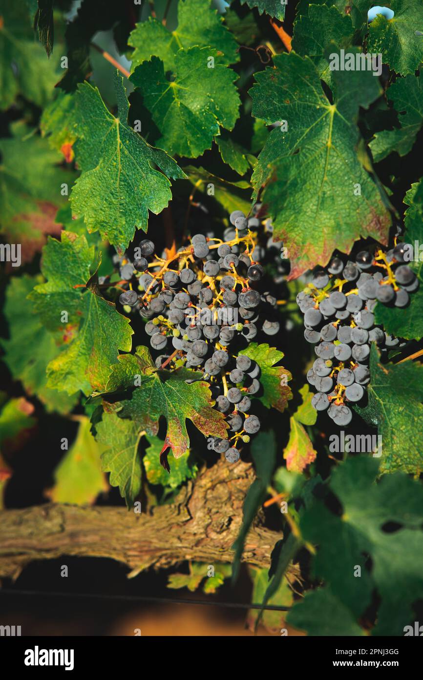 A Close up of purple grapes hanging from a branch of a tree in the ...