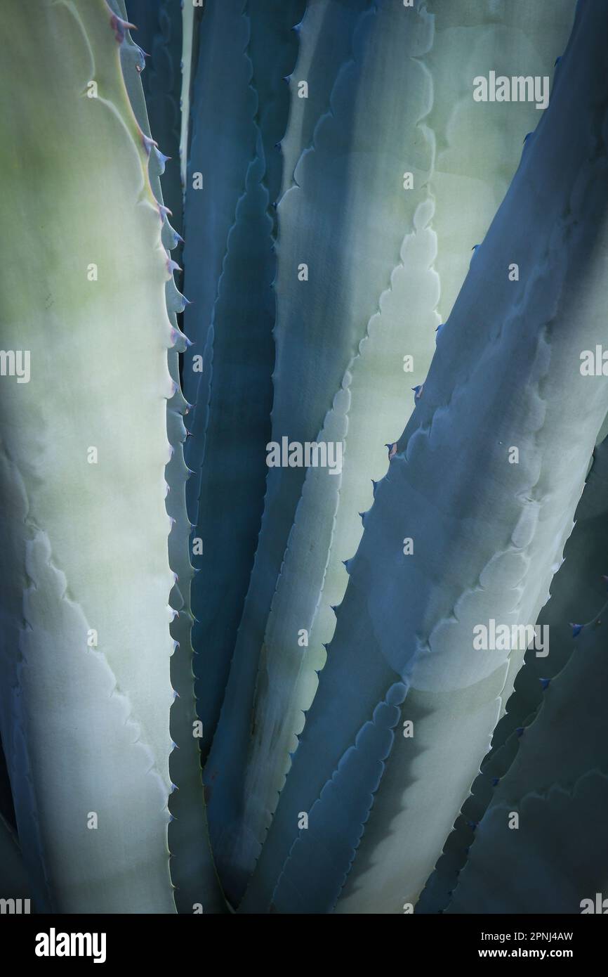 Agave (Agave americana) is native to hot and arid regions of the ...