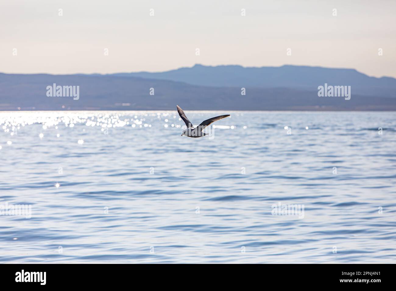 A seagull bird flying over the ocean in Iceland Stock Photo - Alamy