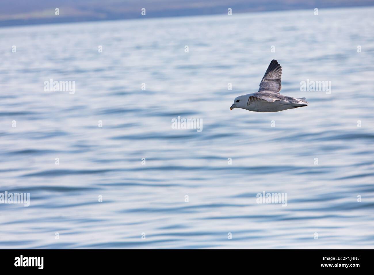 Seagull observation hi-res stock photography and images - Alamy
