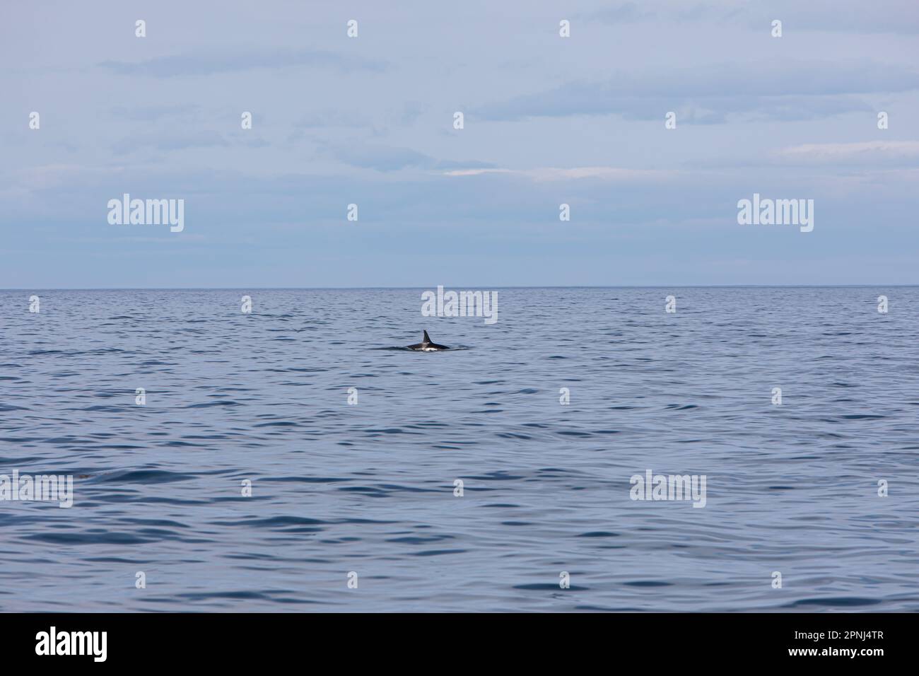 A killer whale fin while swimming into Husavik bay in Iceland and shot ...