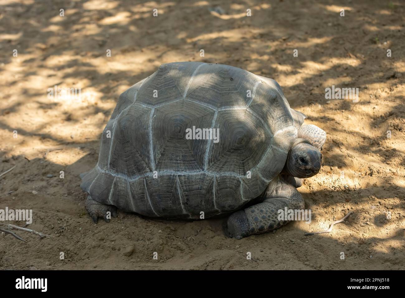 Turtles are an order of reptiles known as Testudines, characterized by ...