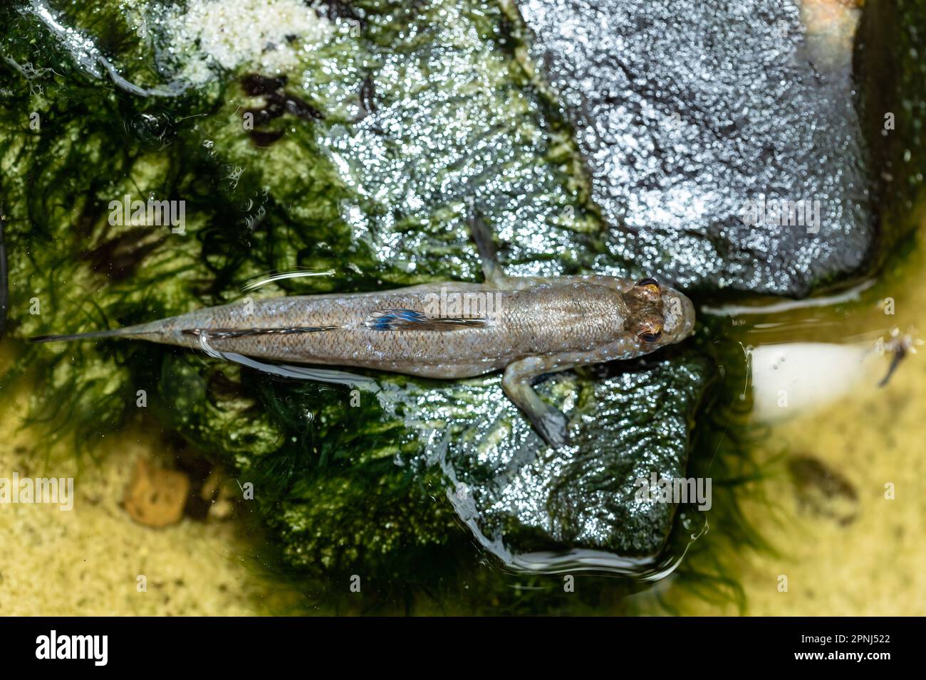 The barred mudskipper (Periophthalmus argentilineatus) or silverlined ...