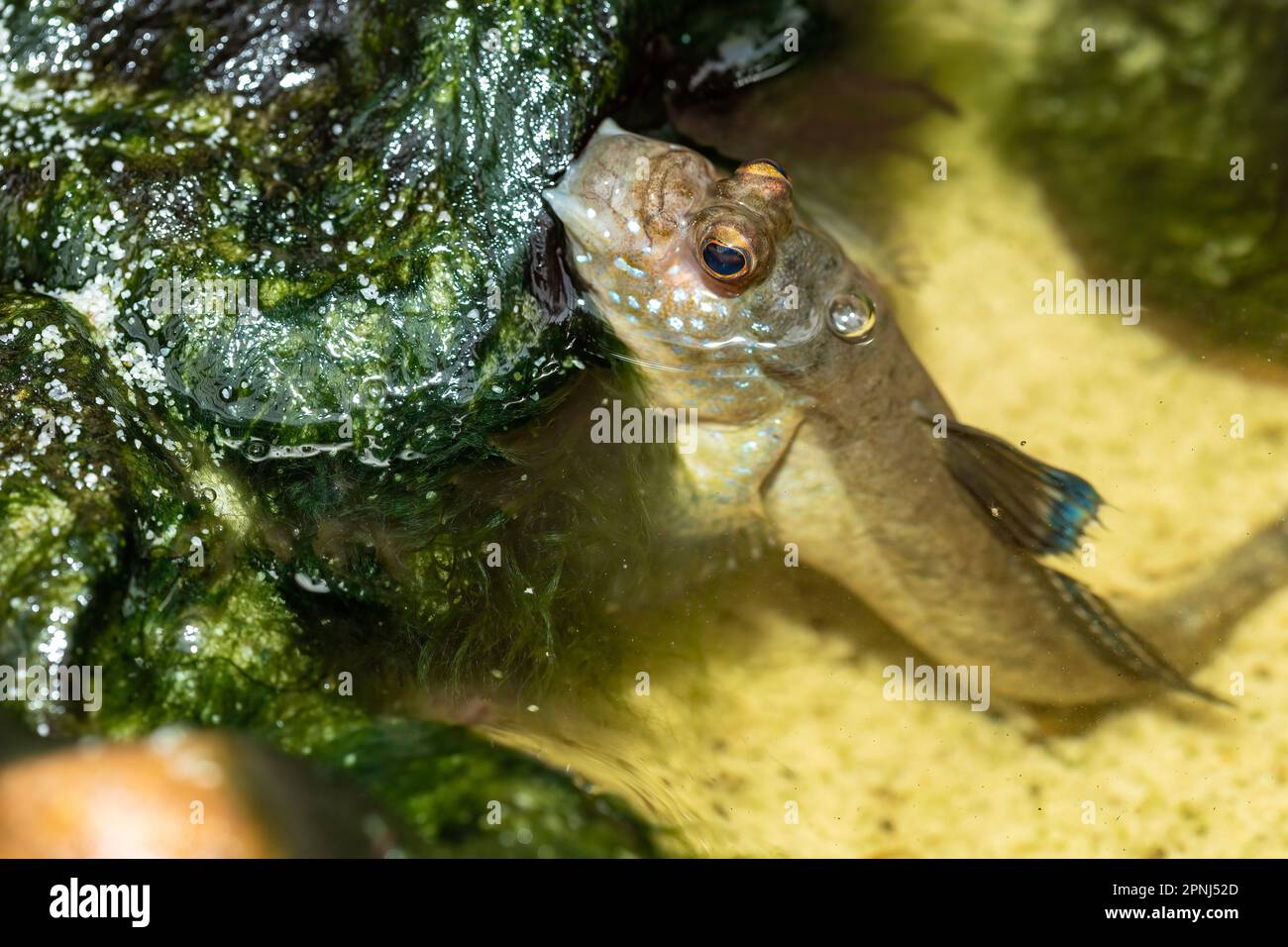 The barred mudskipper (Periophthalmus argentilineatus) or silverlined ...