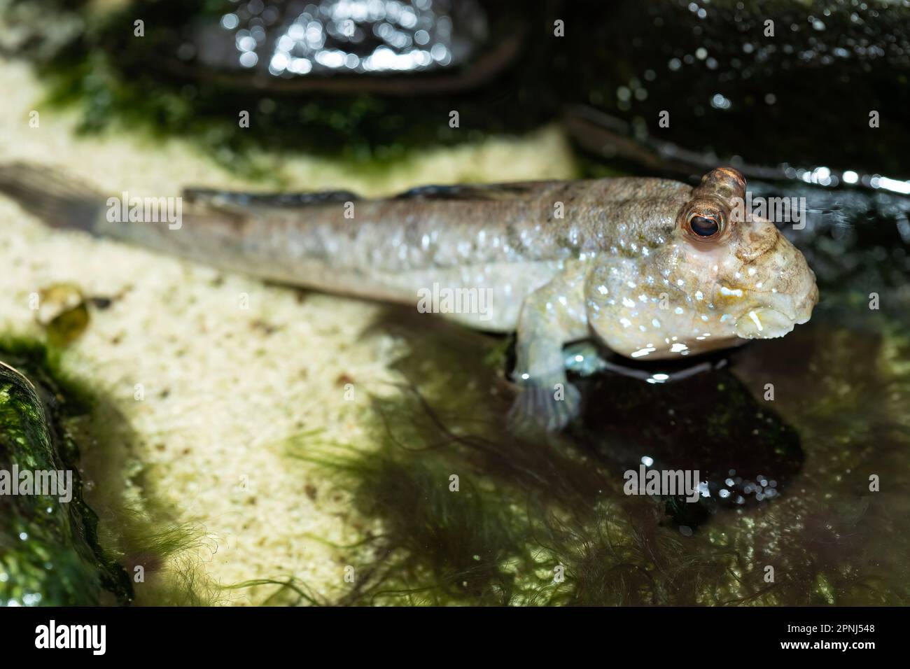 The barred mudskipper (Periophthalmus argentilineatus) or silverlined ...