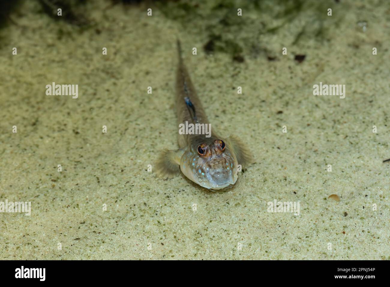 The barred mudskipper (Periophthalmus argentilineatus) or silverlined ...