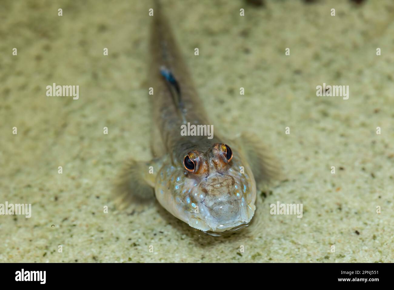 The barred mudskipper (Periophthalmus argentilineatus) or silverlined ...