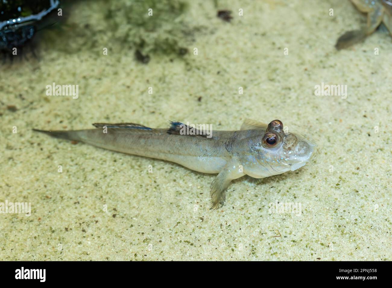 The barred mudskipper (Periophthalmus argentilineatus) or silverlined ...