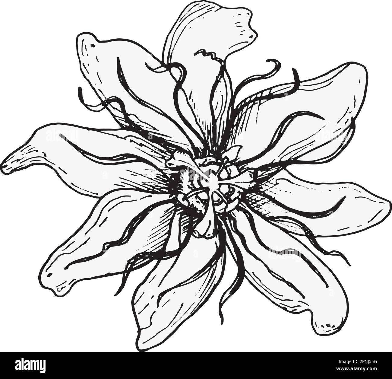Passion Flower Vector Illustration Isolated On White Background Blue