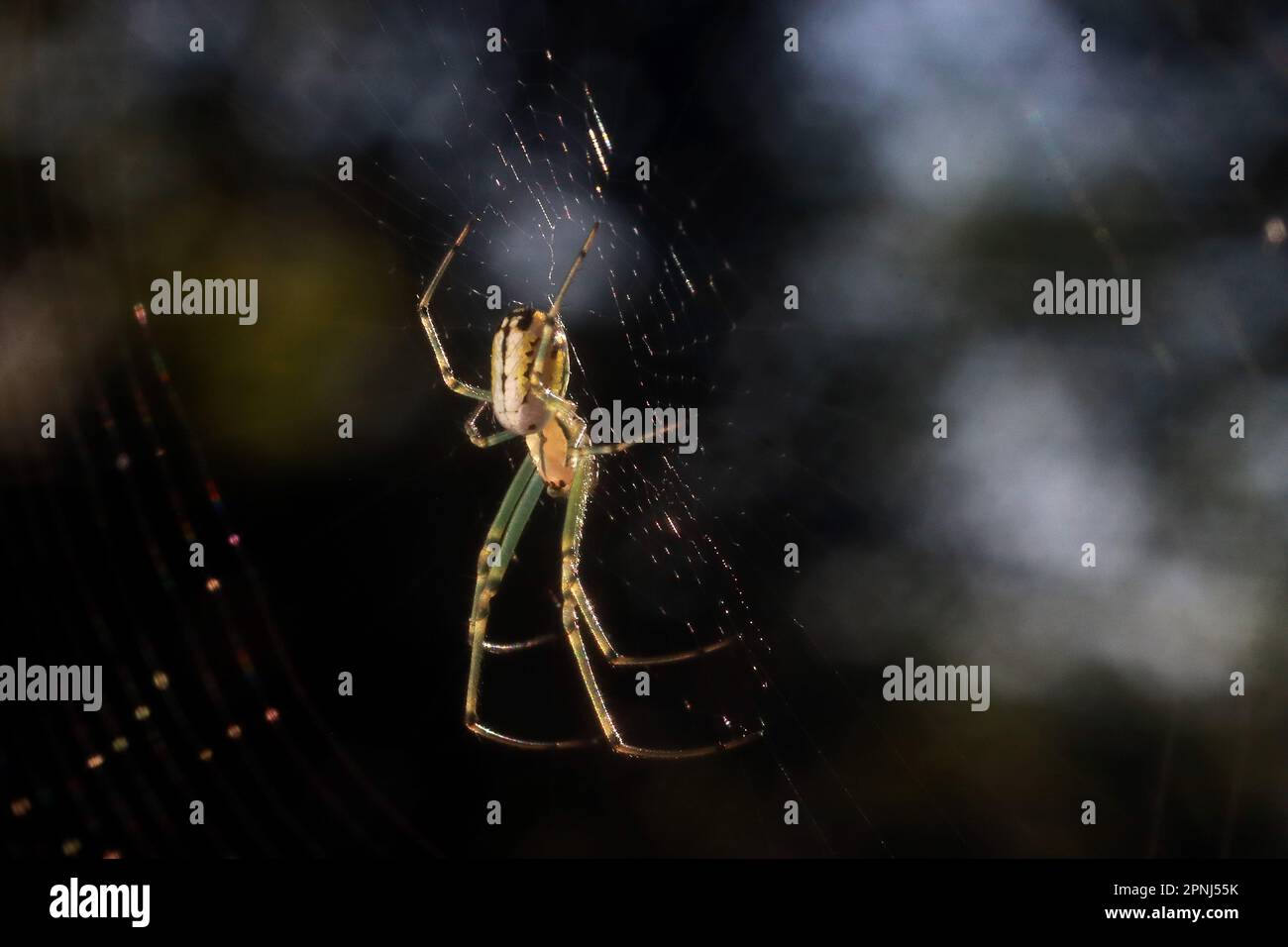 Cary, North Carolina, USA. 19th Apr, 2023. An orchard orbweaver, one of ...