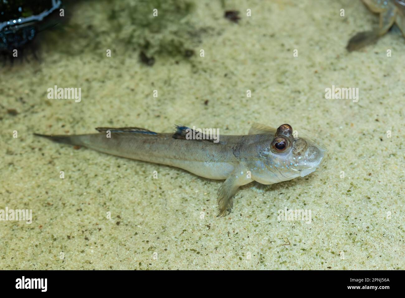 The barred mudskipper (Periophthalmus argentilineatus) or silverlined ...