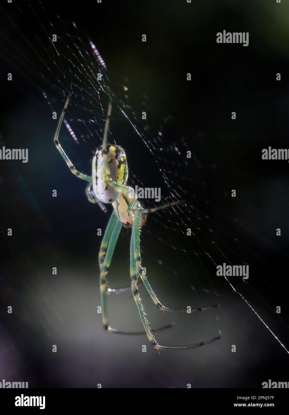 Cary, North Carolina, USA. 19th Apr, 2023. An orchard orbweaver, one of ...