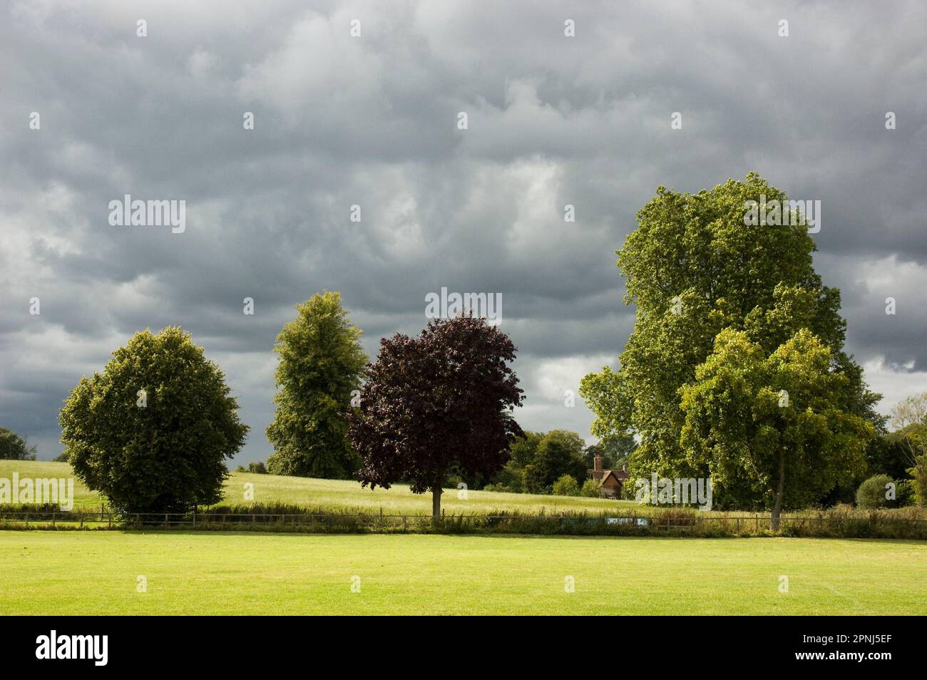 Trees with stormy sky hi-res stock photography and images - Alamy