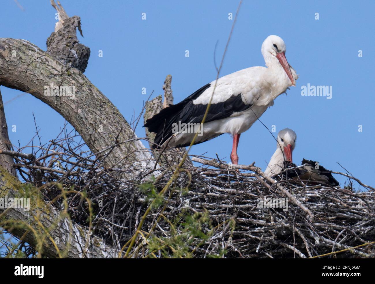 Biebesheim, Germany. 19th Apr, 2023. Two storks sit on their nest. A ...
