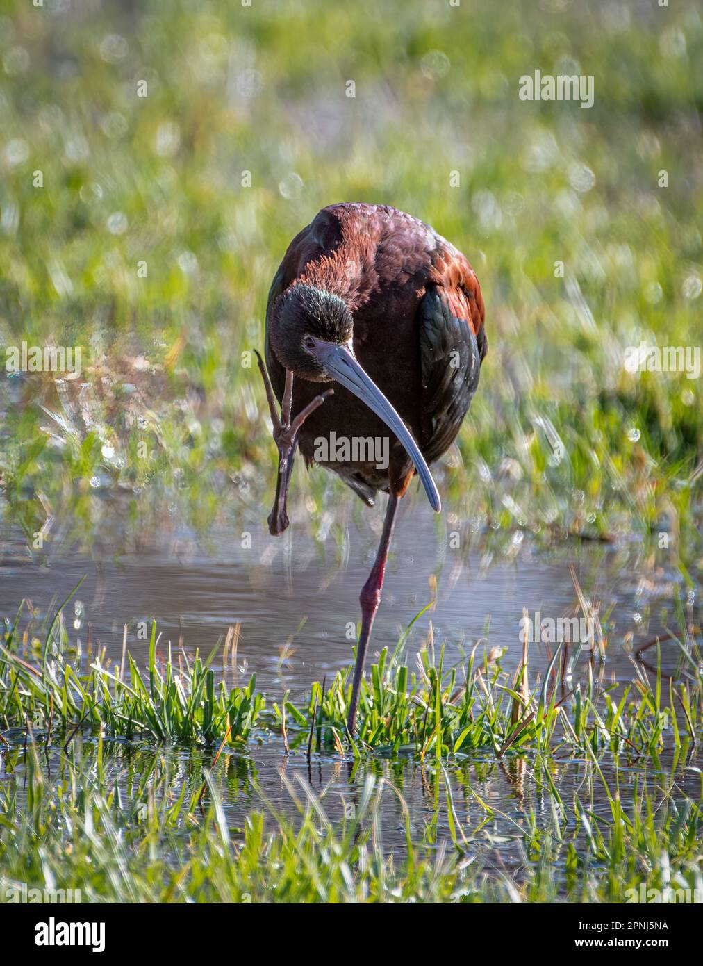 This brilliantly colored White-faced Ibis was photographed in an ...