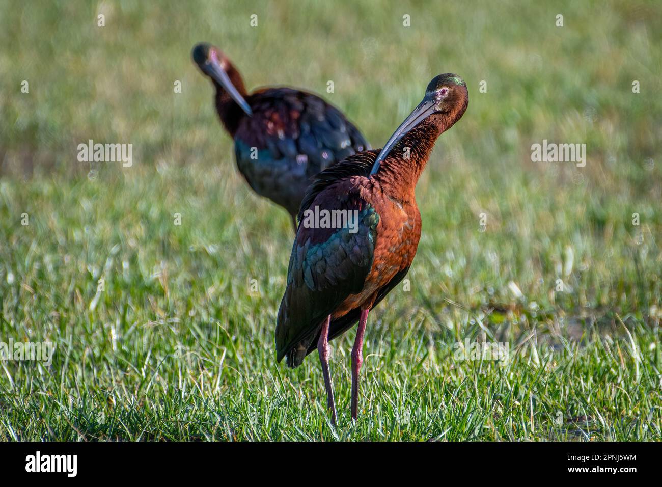 This brilliantly colored White-faced Ibis was photographed in an ...