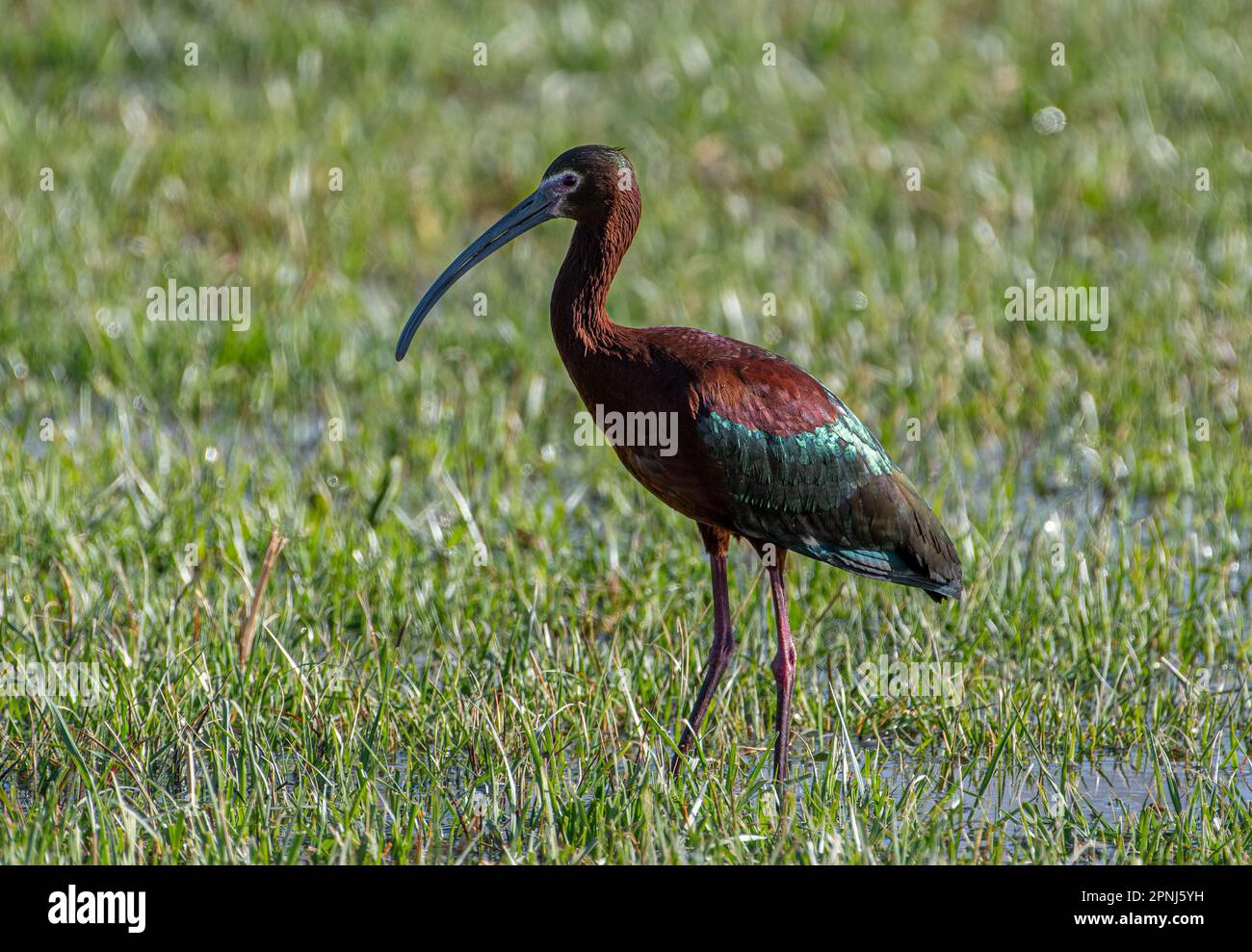 This brilliantly colored White-faced Ibis was photographed in an ...