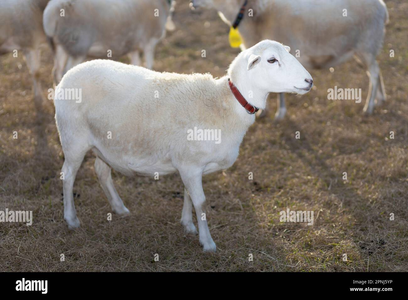 White Katahdin sheep ewe with the sun providing rim lighting Stock ...