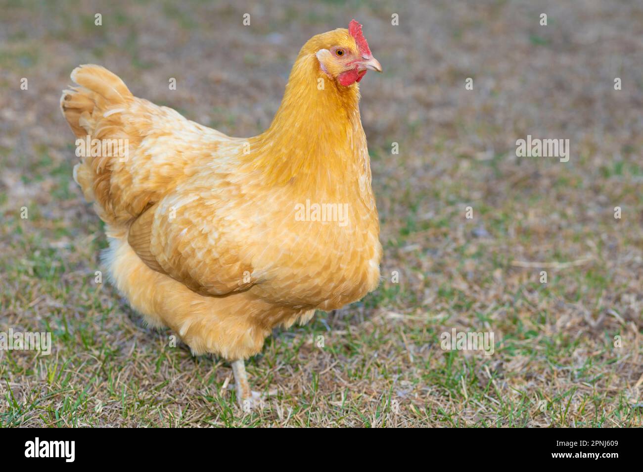 Buff Orpington chicken hen that is walking across a grassy field Stock ...