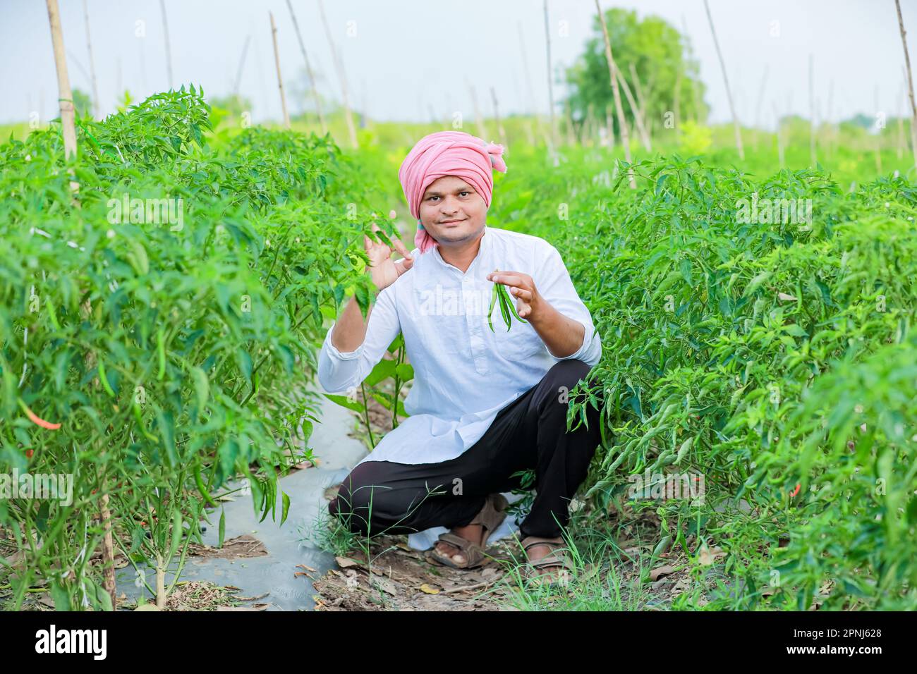 Indian Happy farmer holding green chilli plant, green chilli farming ...