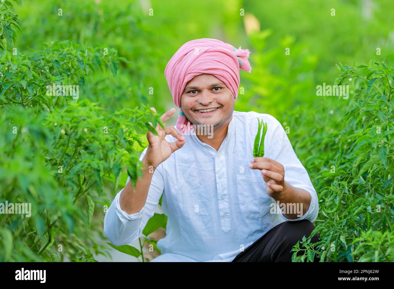 Indian Happy farmer holding green chilli plant, green chilli farming ...