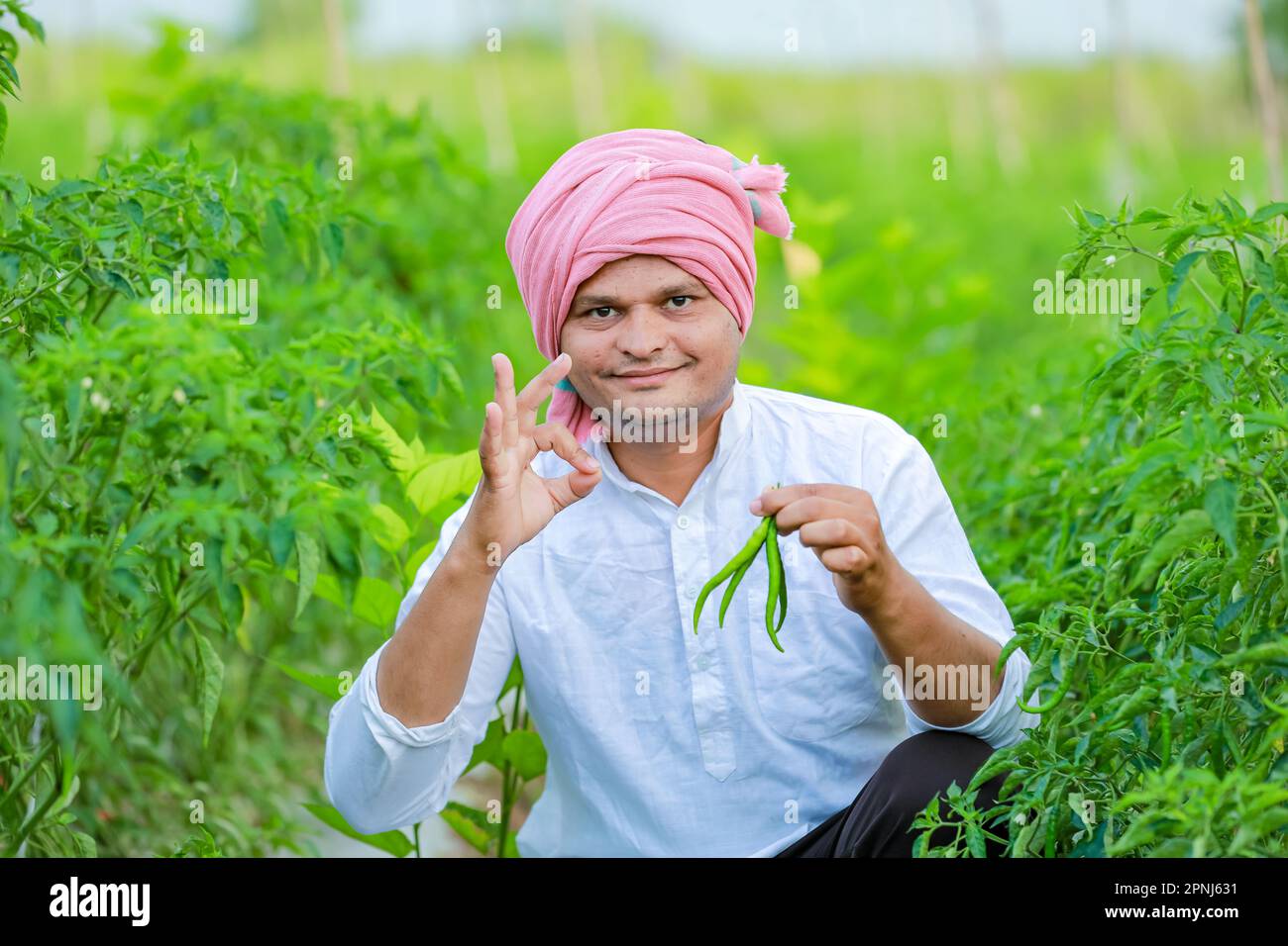 Indian Happy farmer holding green chilli plant, green chilli farming ...