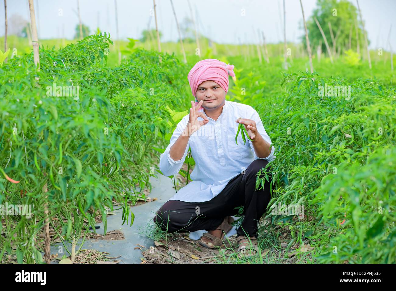Indian Happy farmer holding green chilli plant, green chilli farming ...