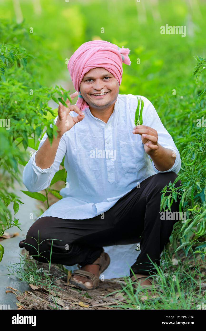 Indian Happy farmer holding green chilli plant, green chilli farming ...
