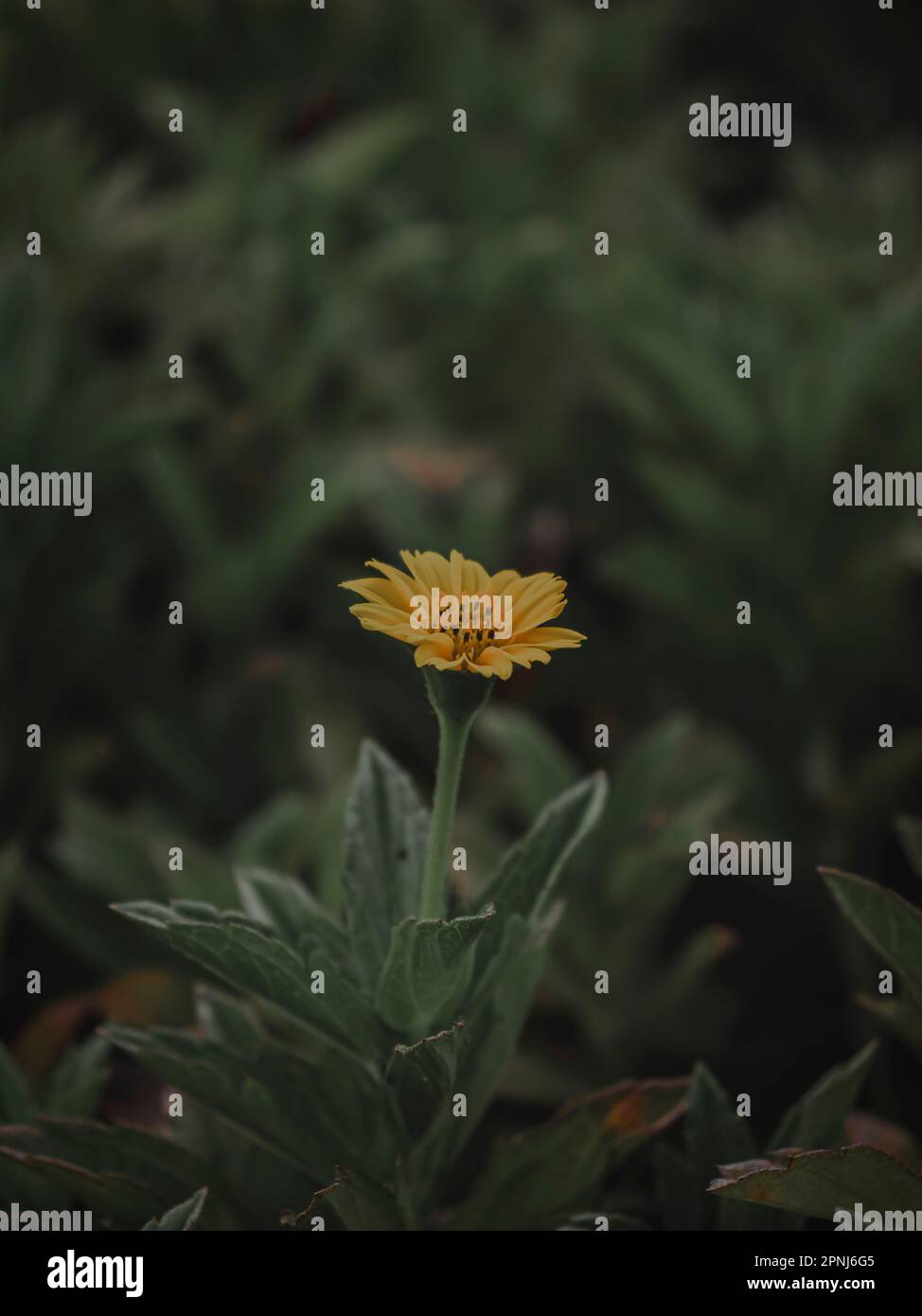 Selective flower hi-res stock photography and images - Alamy