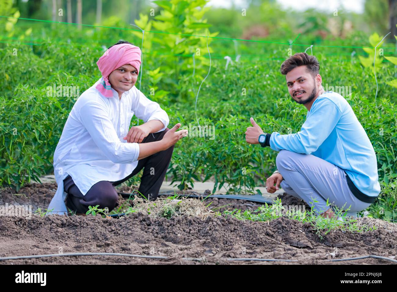 Indian Happy farmer holding green chilli plant, green chilli farming ...